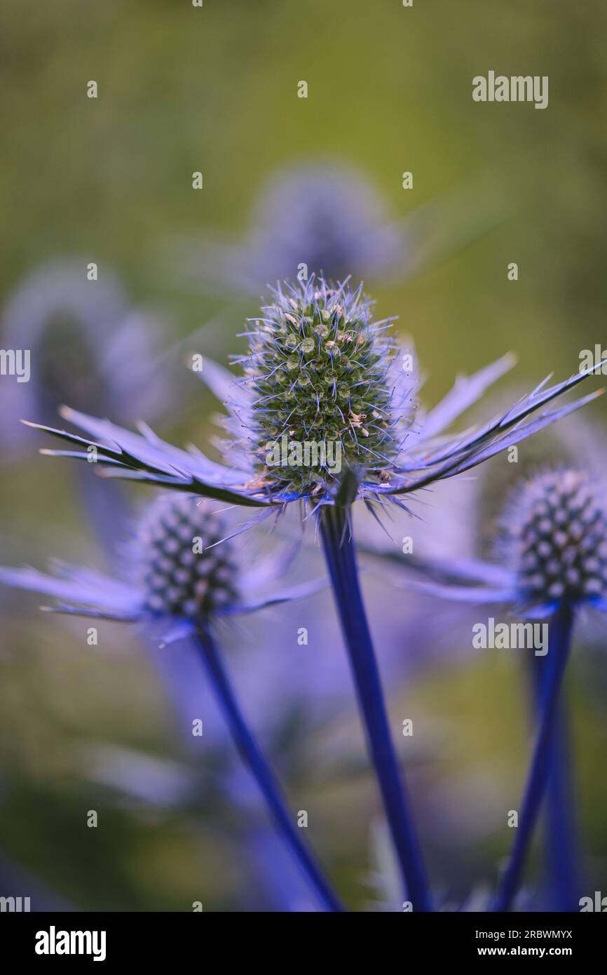 Wildbienen bei der arbeit -Fotos und -Bildmaterial in hoher Auflösung ...