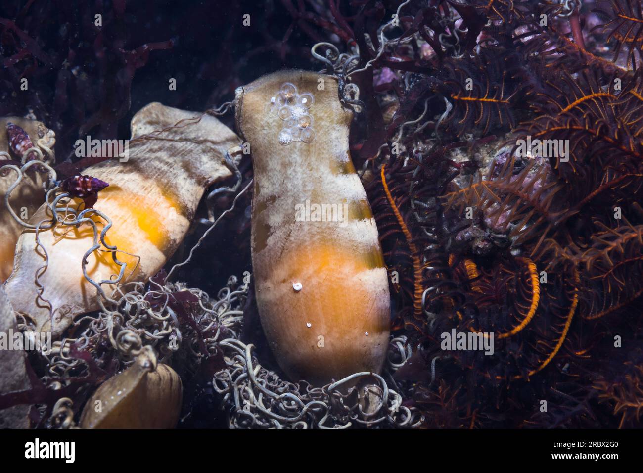 Shark egg -Fotos und -Bildmaterial in hoher Auflösung – Alamy