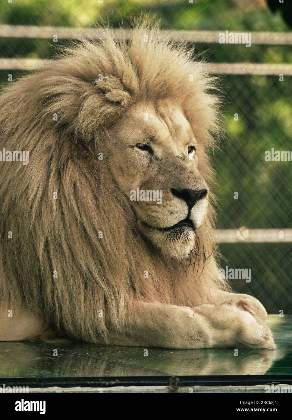 Zoo löwe -Fotos und -Bildmaterial in hoher Auflösung – Alamy