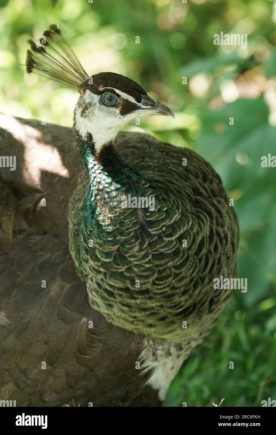 Female peahen -Fotos und -Bildmaterial in hoher Auflösung – Alamy