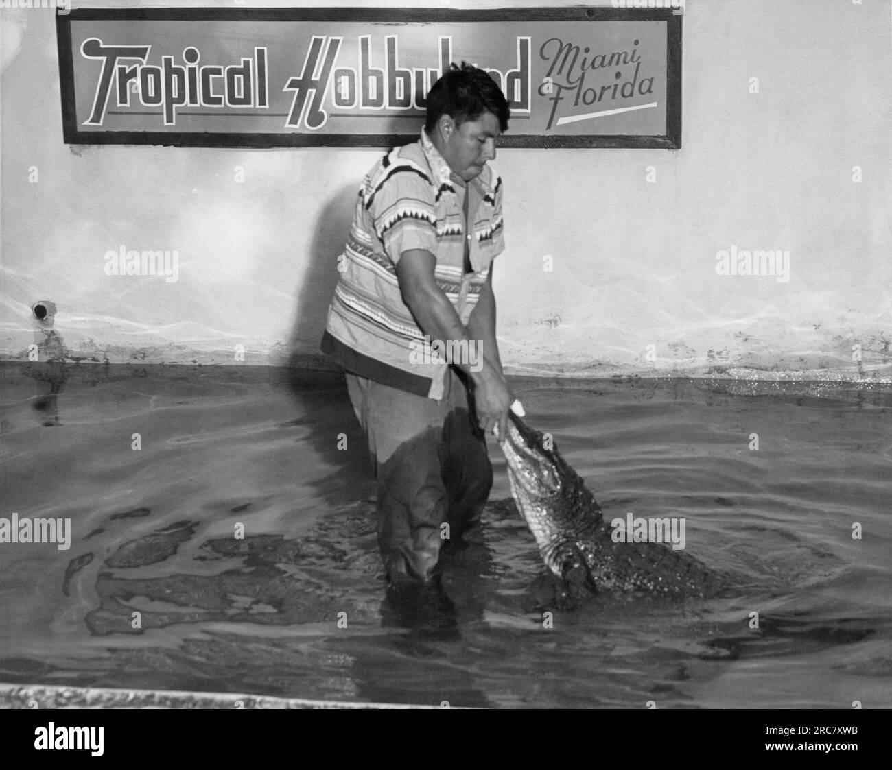 Miami, Florida: c. 1960 Ein Seminole-Indianer wählt seinen Wrestling ... Miami, Florida: c. 1960 Ein Seminole-Indianer wählt seinen Wrestling ...