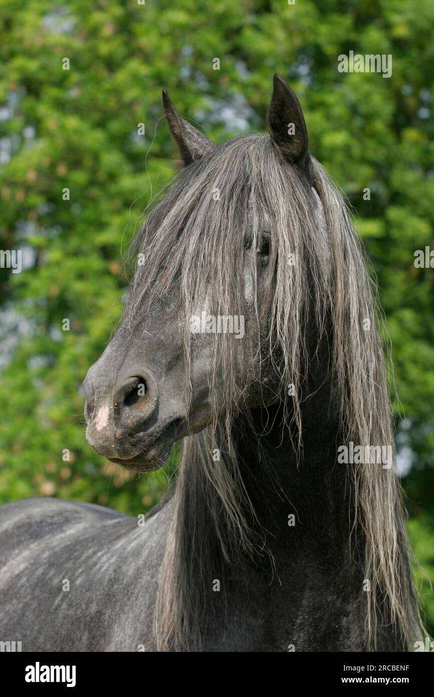 Pure spanish horse -Fotos und -Bildmaterial in hoher Auflösung – Alamy