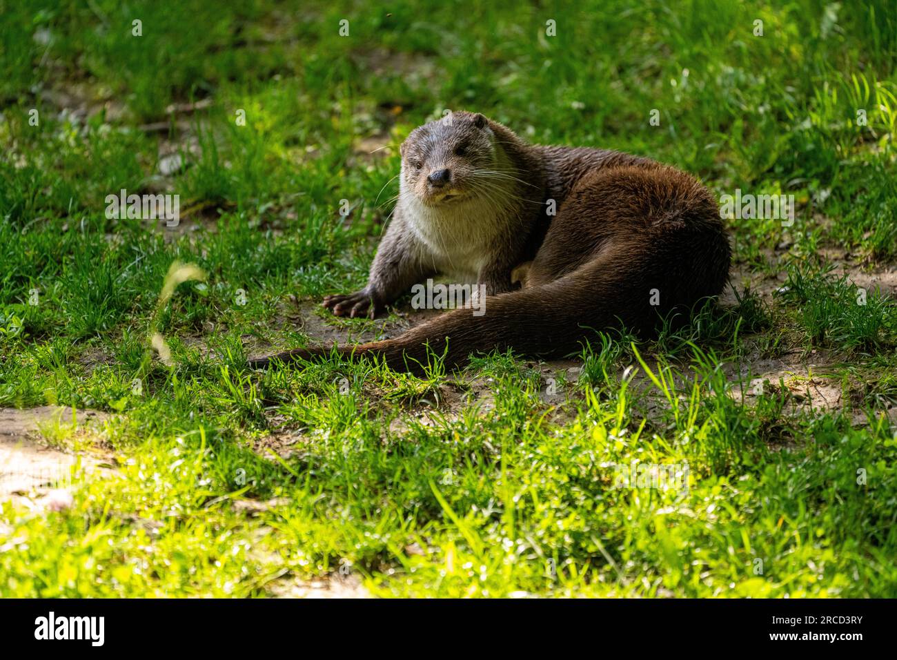 Europäischer Otter (Lutra lutra) am Ufer eines Teiches Europäische Otter sind in Teilen Asiens ...