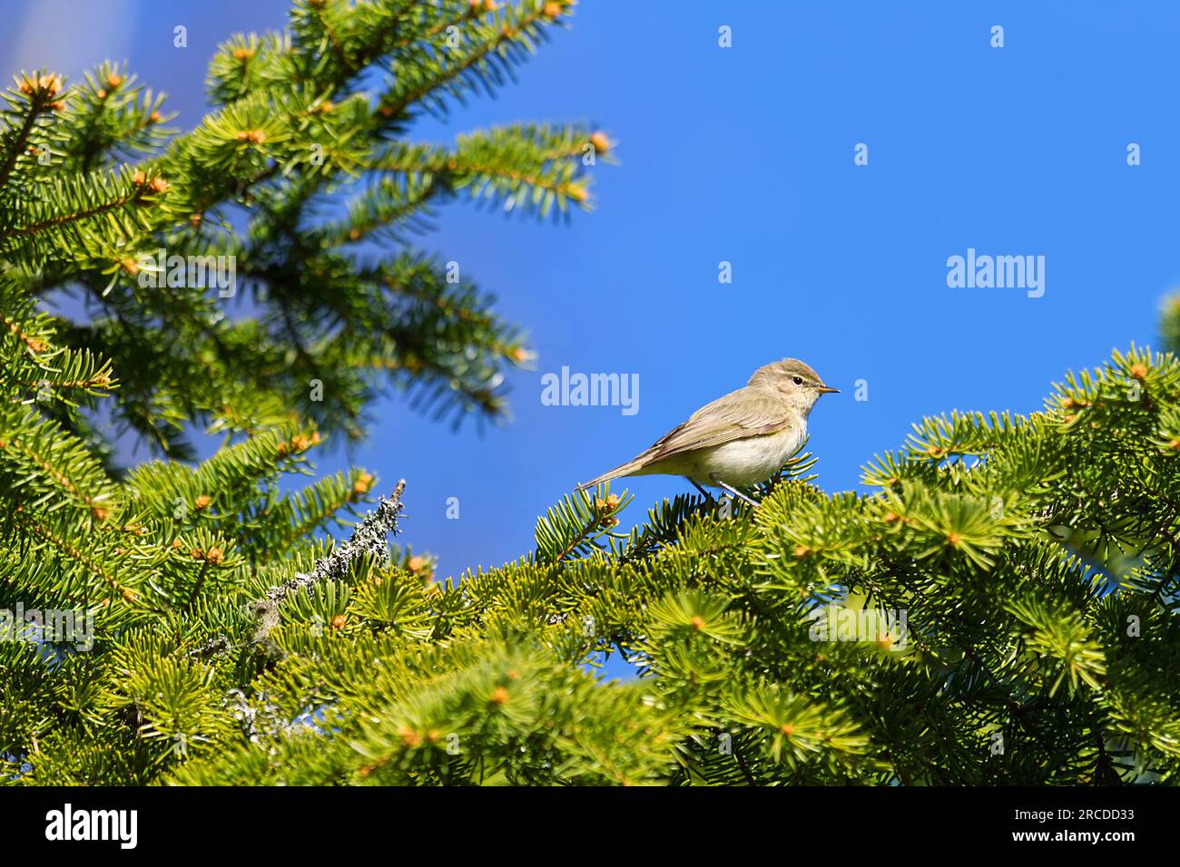 Picea exelsa -Fotos und -Bildmaterial in hoher Auflösung – Alamy