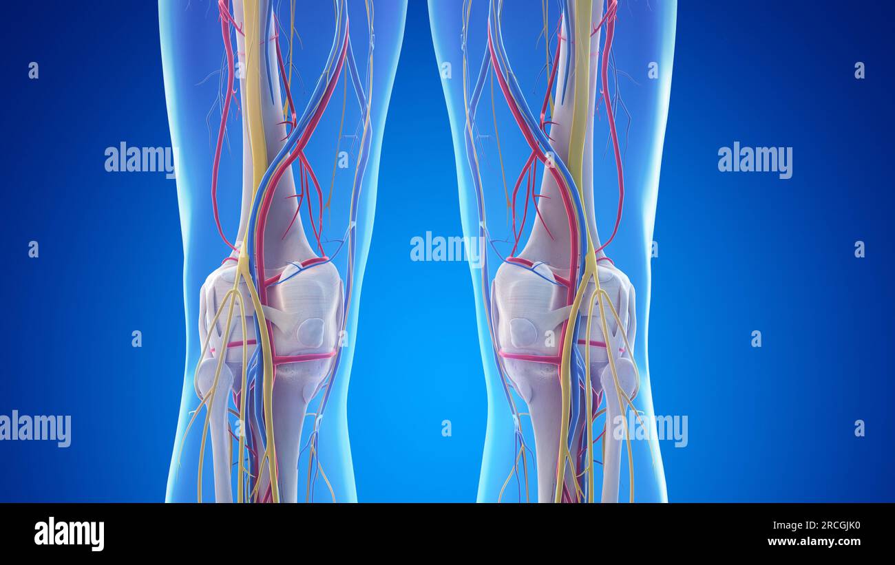 Menschliche knie arterien -Fotos und -Bildmaterial in hoher Auflösung ...