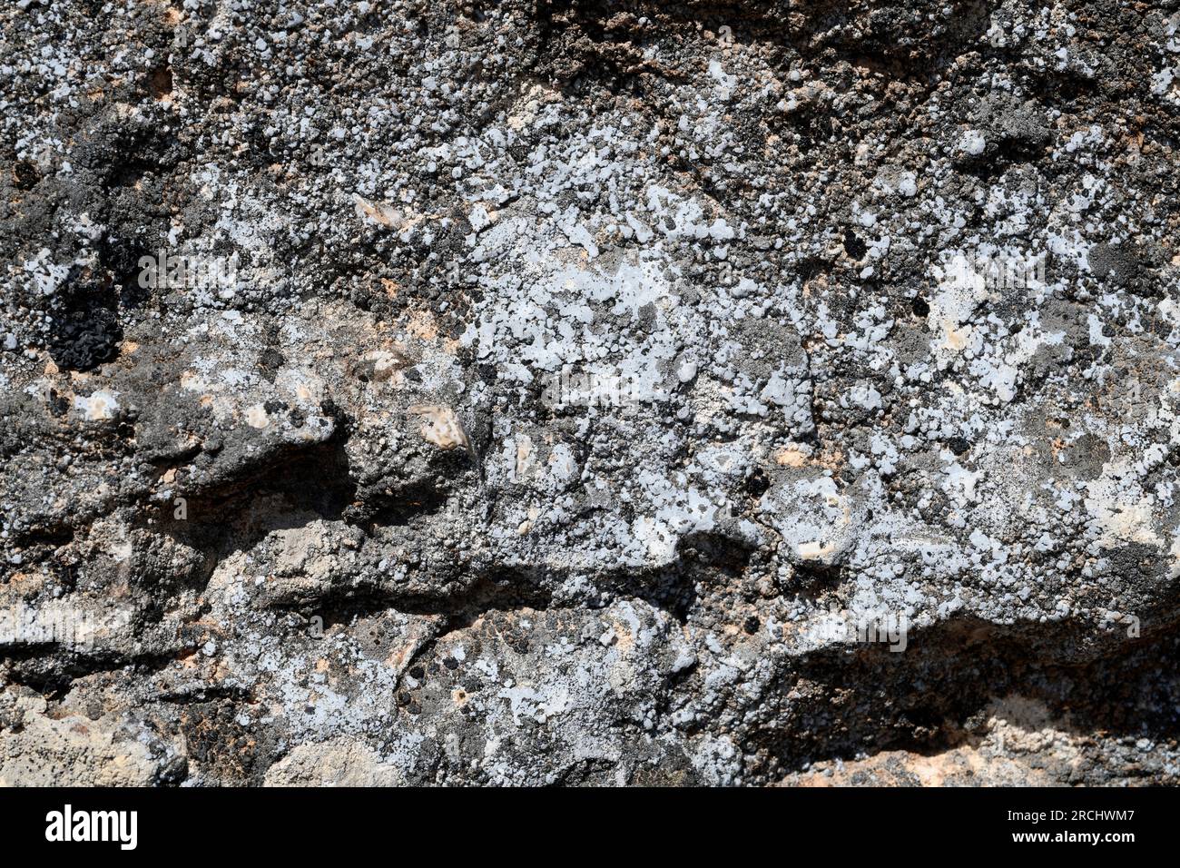 Toninia sedifolia -Fotos und -Bildmaterial in hoher Auflösung – Alamy
