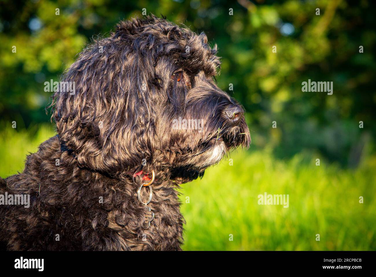 Ein cockapoo kreuz -Fotos und -Bildmaterial in hoher Auflösung – Alamy