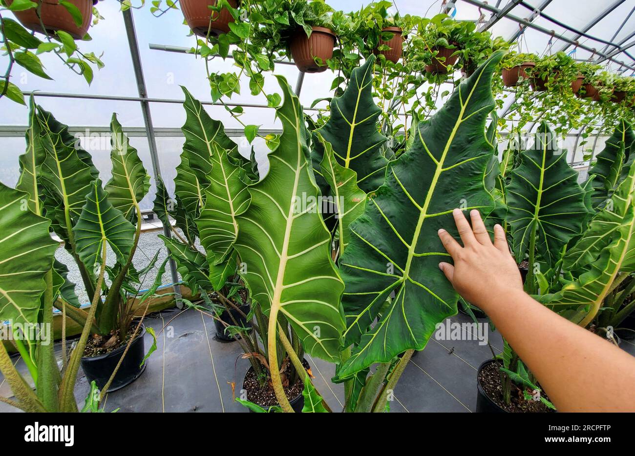 Alocasia Grosse Blatter