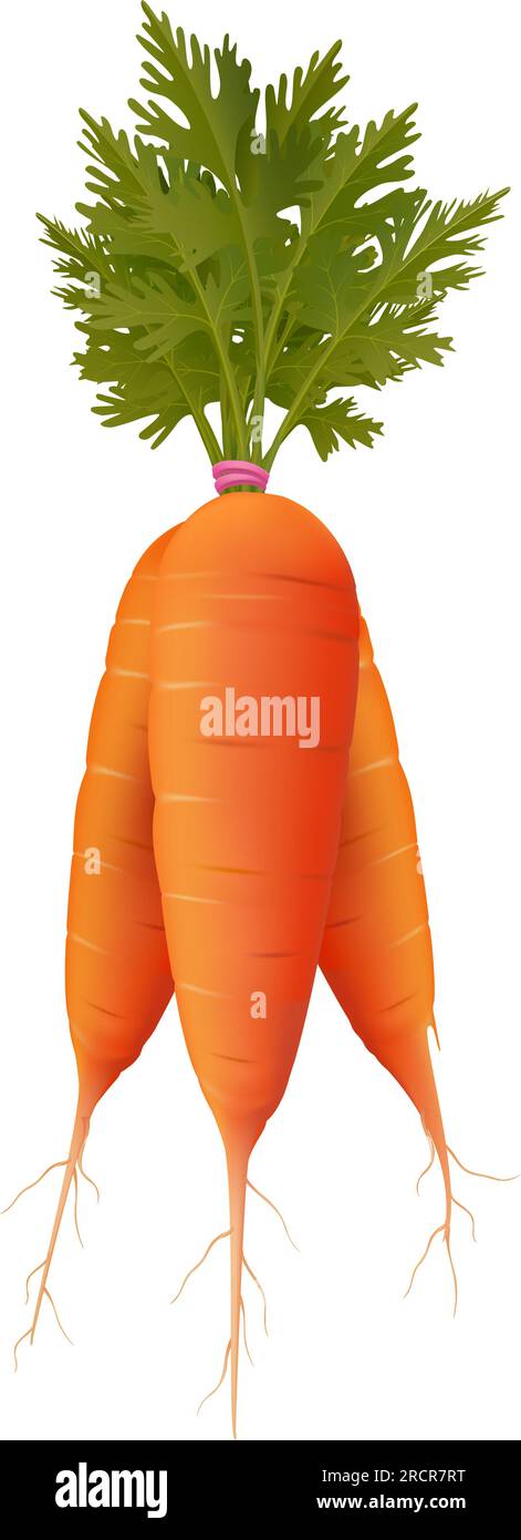 Karotten bund illustration -Fotos und -Bildmaterial in hoher Auflösung ...