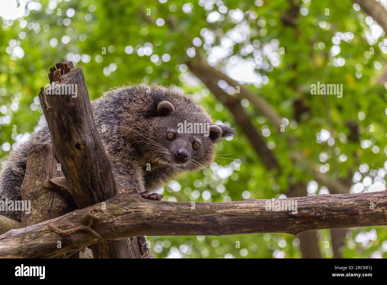 Palawan bear cat -Fotos und -Bildmaterial in hoher Auflösung – Alamy