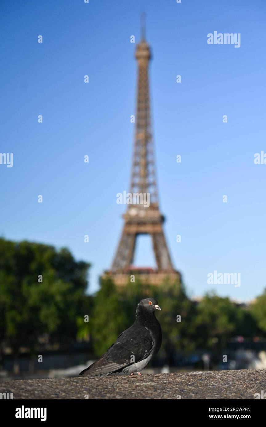 Abbildung einer Taube mit dem Eiffelturm im Hintergrund am 17. Juli ...