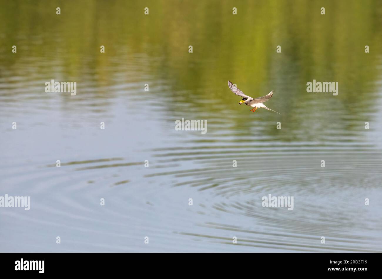 Einen tigerfisch fangen -Fotos und -Bildmaterial in hoher Auflösung – Alamy