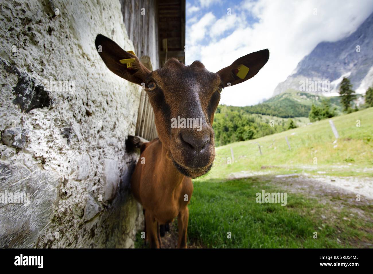 Ziege am berg -Fotos und -Bildmaterial in hoher Auflösung – Alamy