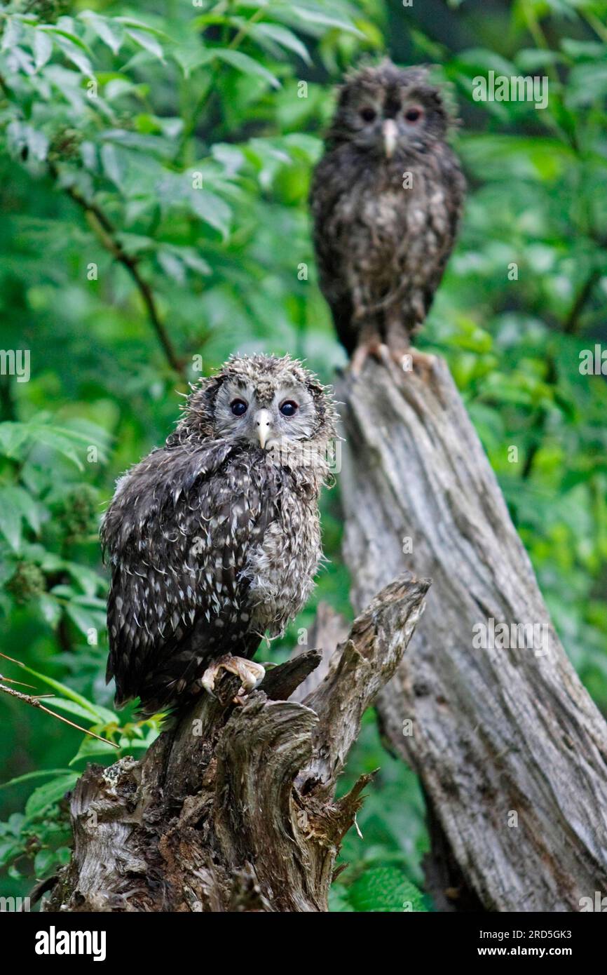 Nasse eule -Fotos und -Bildmaterial in hoher Auflösung – Alamy