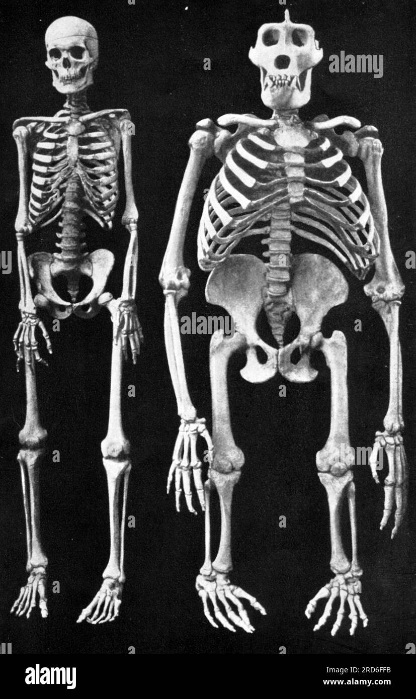 Gorilla skelett -Fotos und -Bildmaterial in hoher Auflösung – Alamy