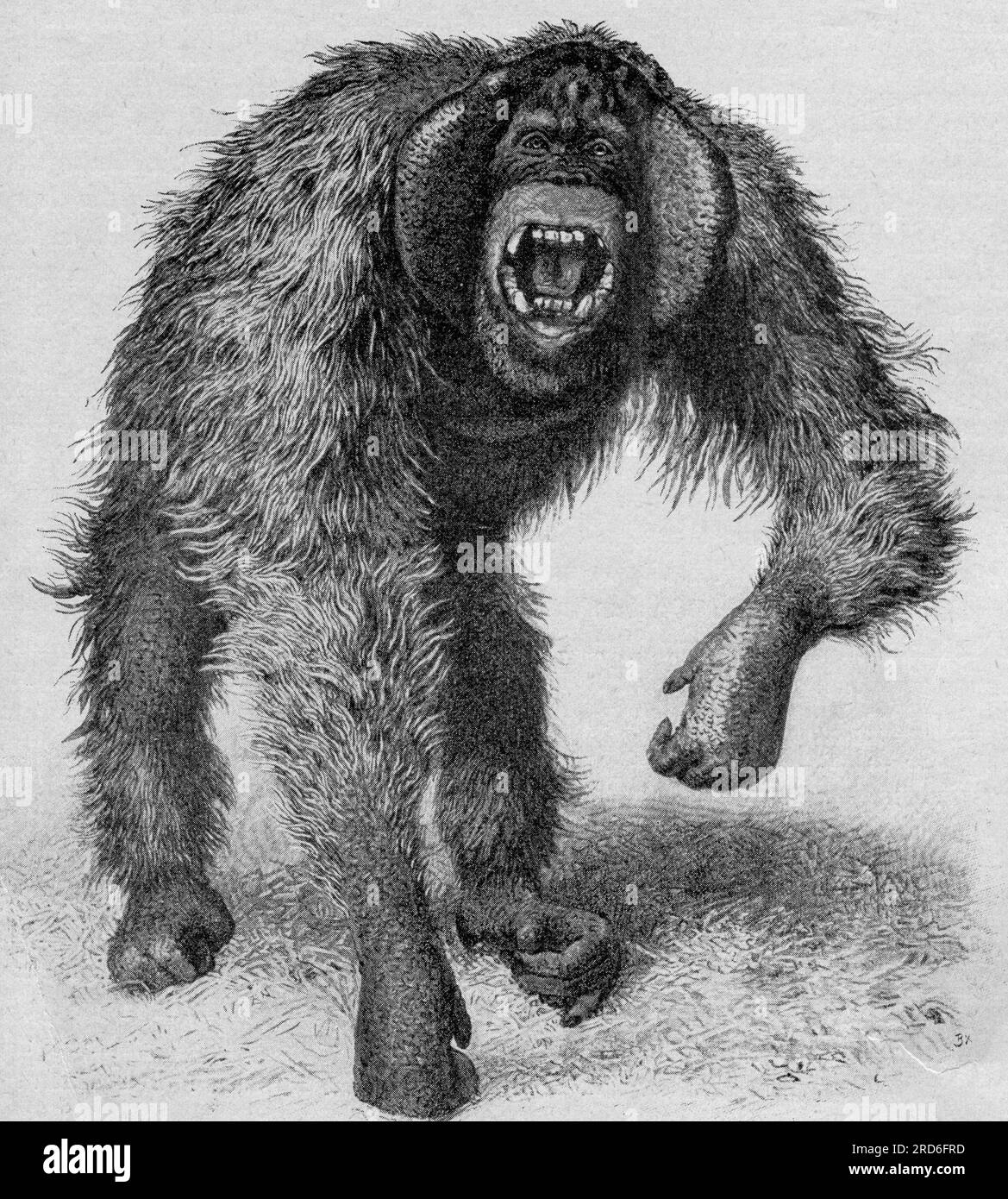 Orang utan zeichnung -Fotos und -Bildmaterial in hoher Auflösung – Alamy