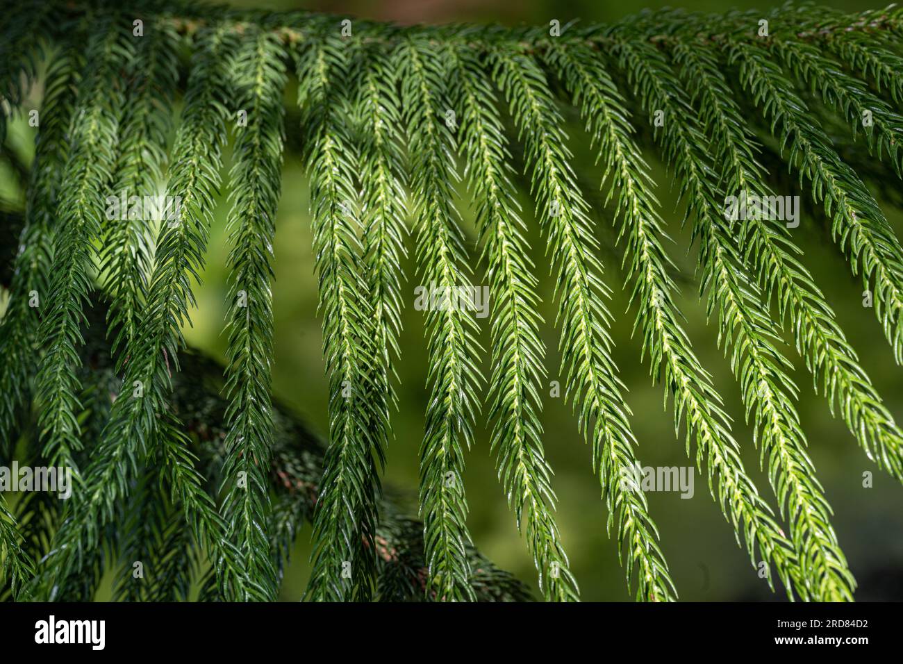 Araucaria cunninghamii ist eine Art von Araucaria, die als Ringkiefer ...