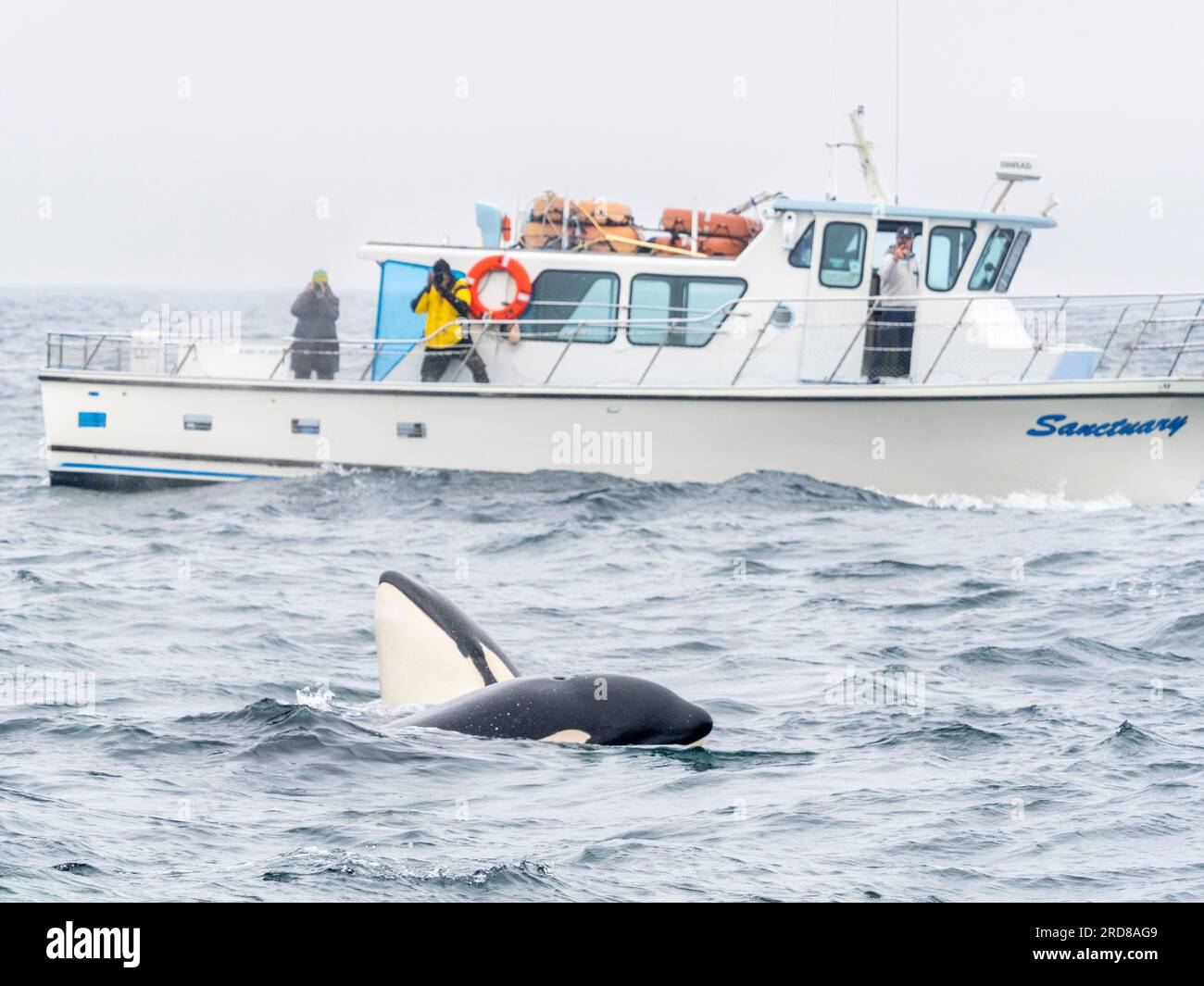 Female orca -Fotos und -Bildmaterial in hoher Auflösung – Alamy