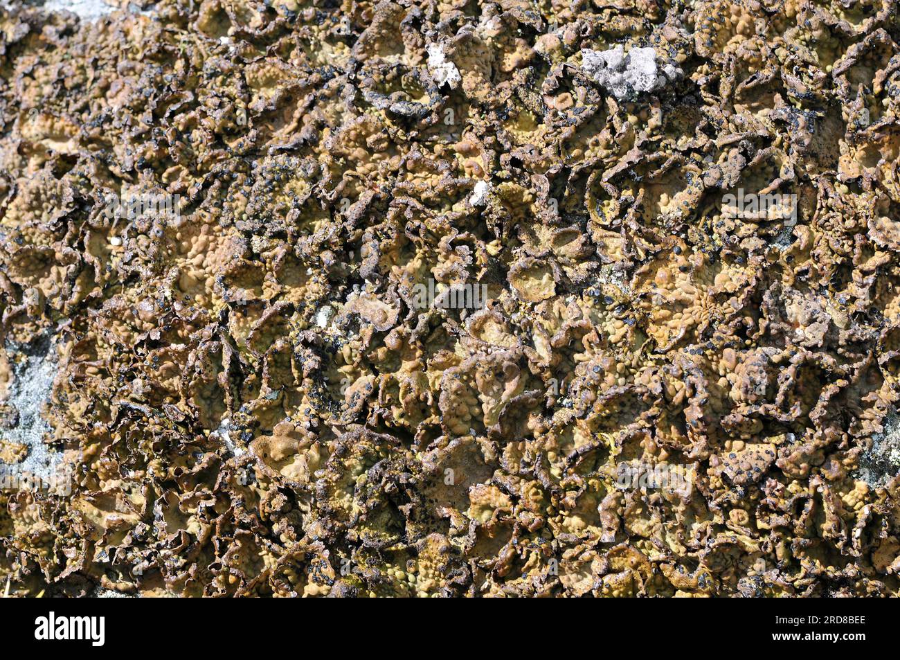 Umbilicaria pustulata -Fotos und -Bildmaterial in hoher Auflösung – Alamy