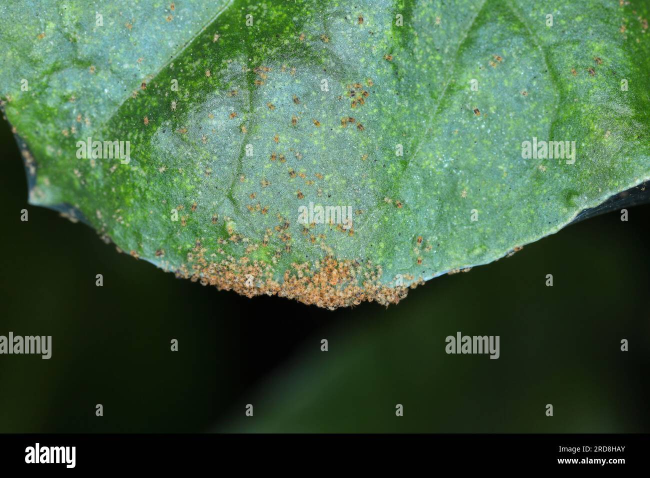 Tetranychus urticae (Rote Spinnenmilbe oder Zweifleckige Spinnenmilbe ...