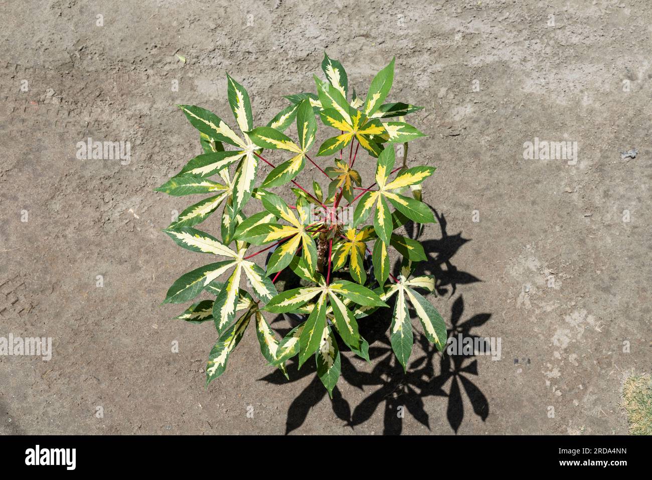 Esculenta variegata -Fotos und -Bildmaterial in hoher Auflösung – Alamy