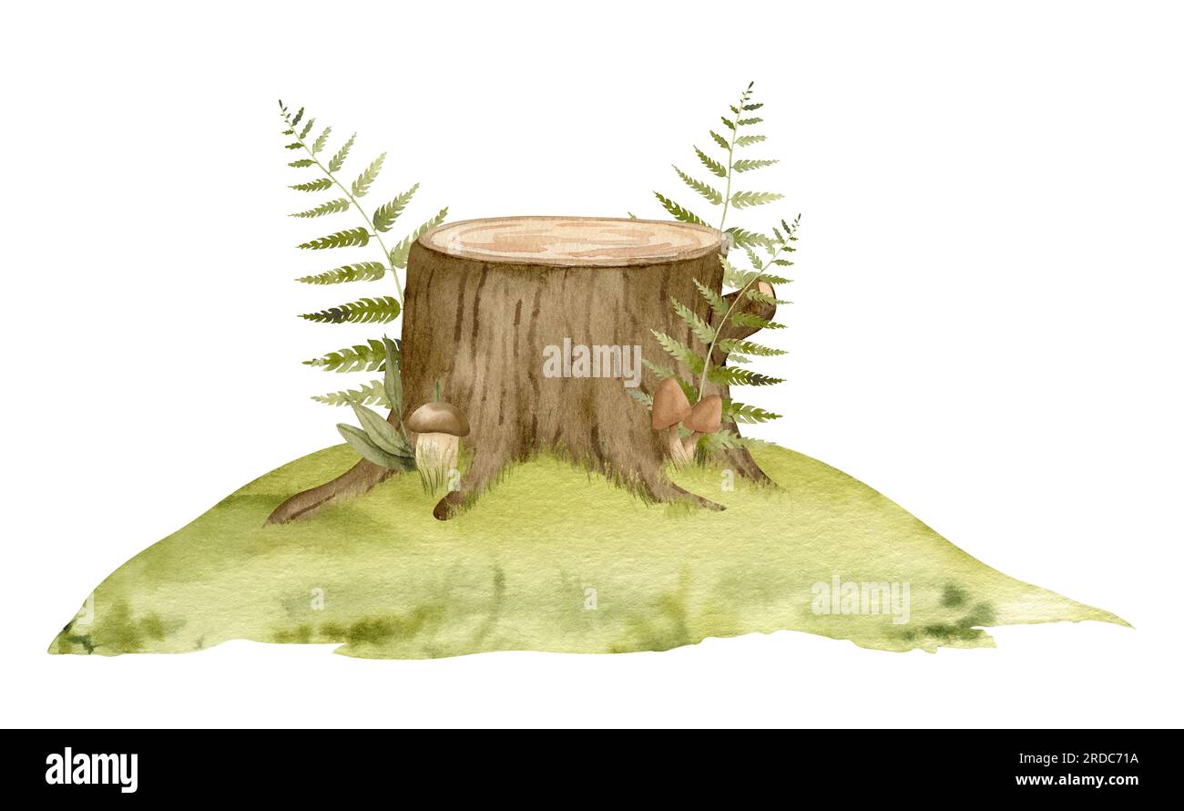 Moosstumpf mit grünem Fern. Aquarell handgezeichnete Darstellung der ...