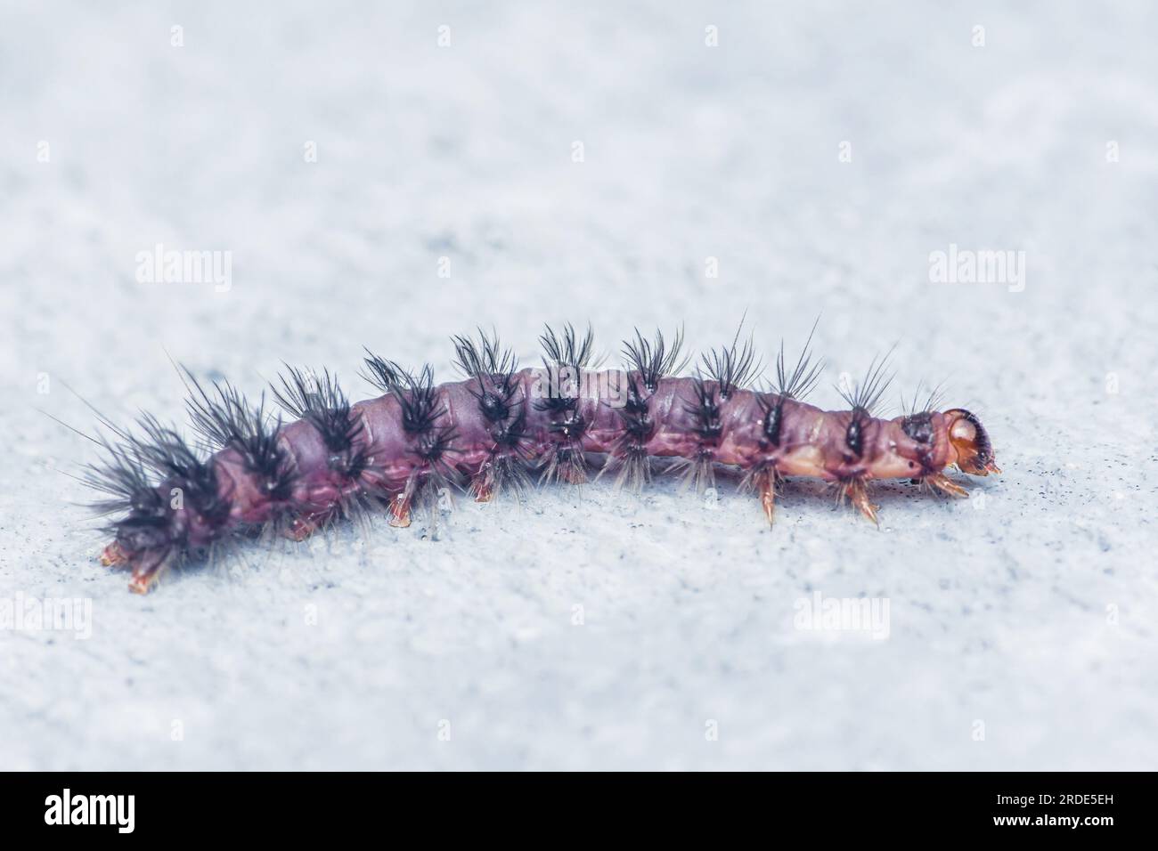 Schwarze Haarige Raupe