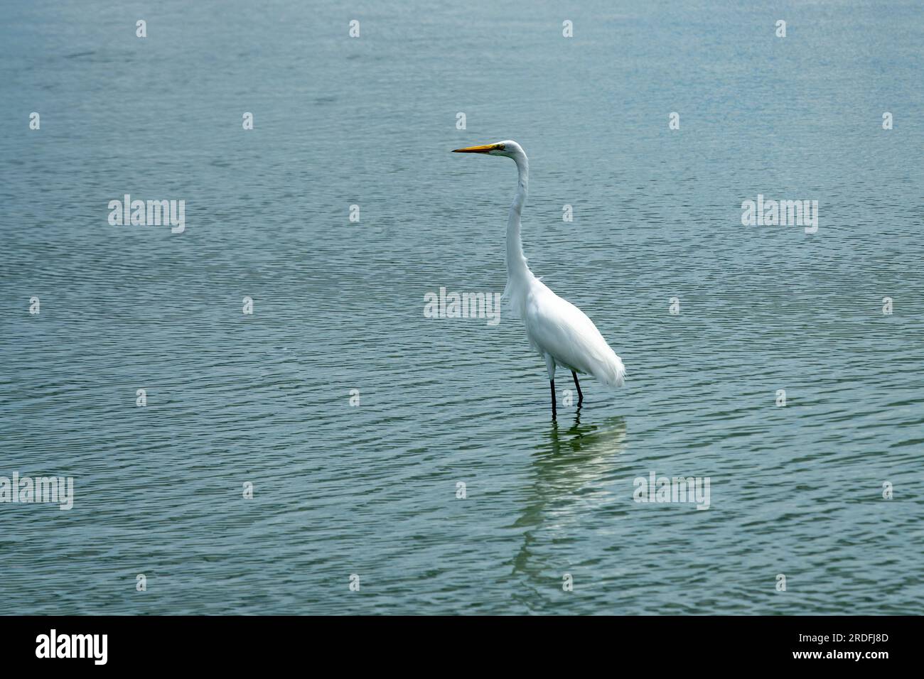 Ein großer Egrets, Ardea alba, waten in der Lagune im Crooked Tree ...