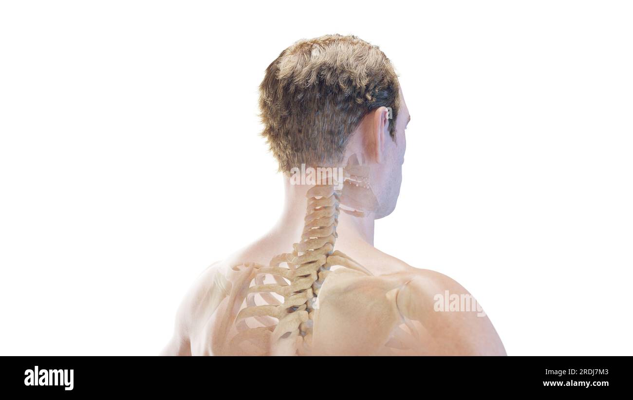 Knochen kopf hals anatomie biologie -Fotos und -Bildmaterial in hoher ...