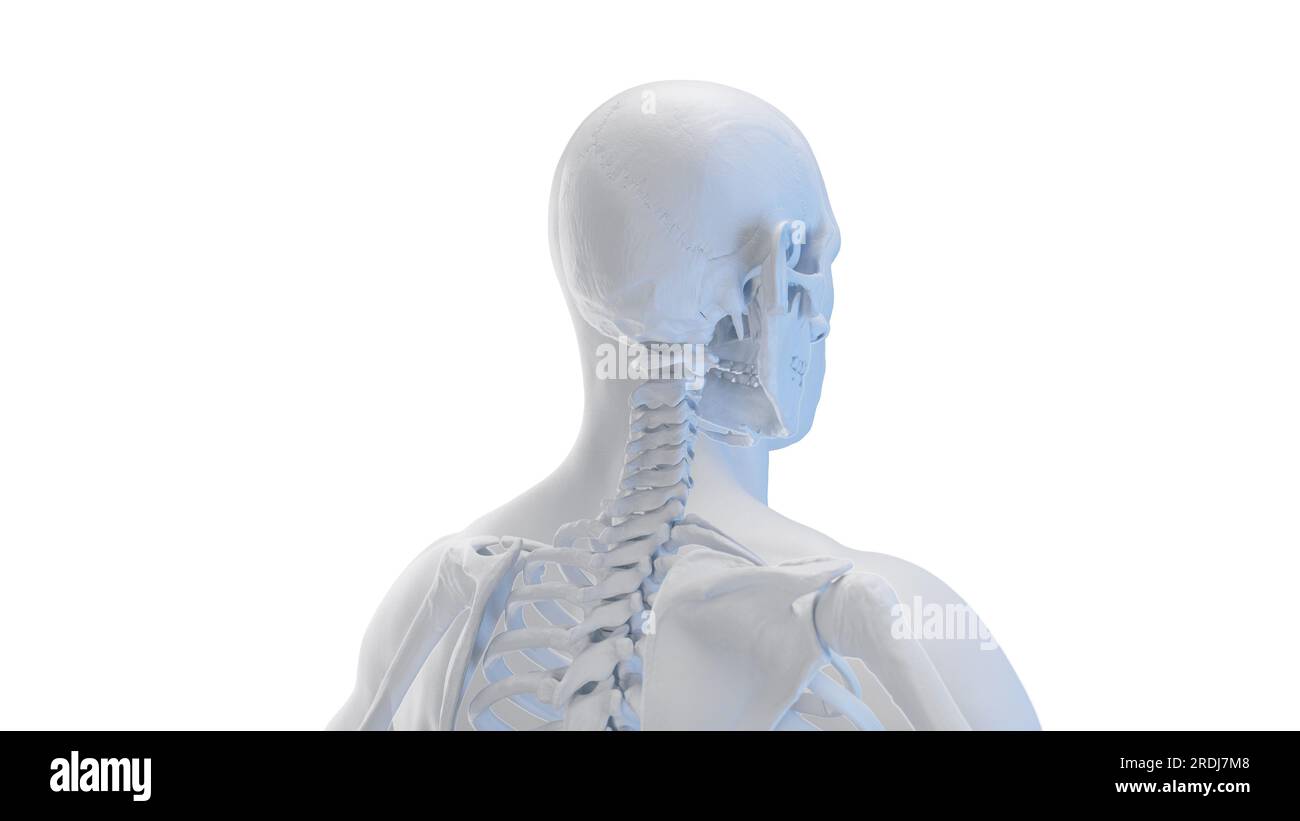 Knochen kopf hals anatomie biologie -Fotos und -Bildmaterial in hoher ...