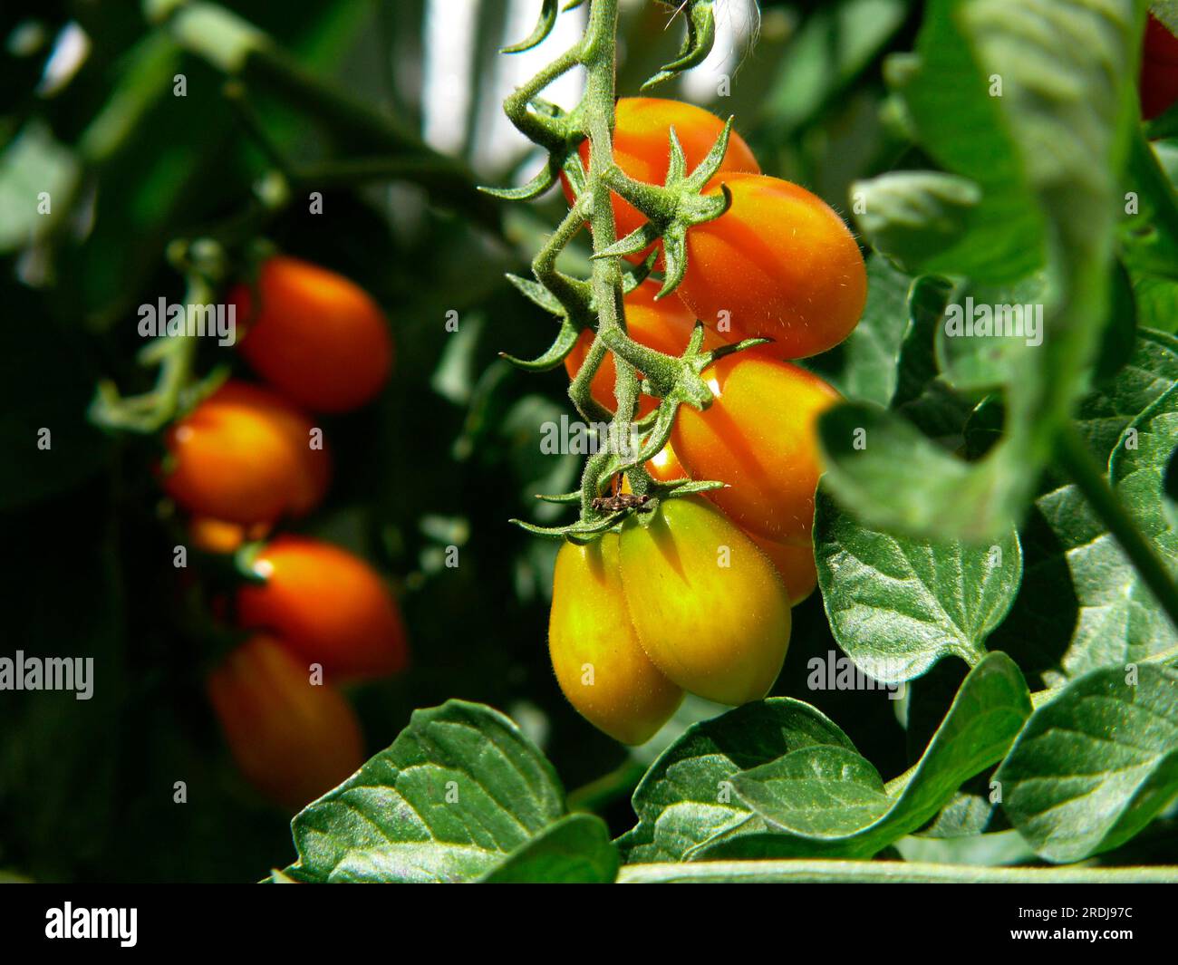 Mini kirschtomate -Fotos und -Bildmaterial in hoher Auflösung – Alamy
