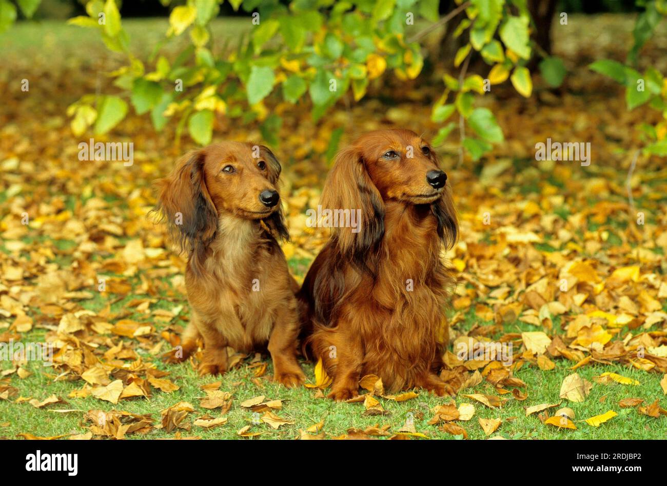 Dackel dachshund -Fotos und -Bildmaterial in hoher Auflösung – Alamy