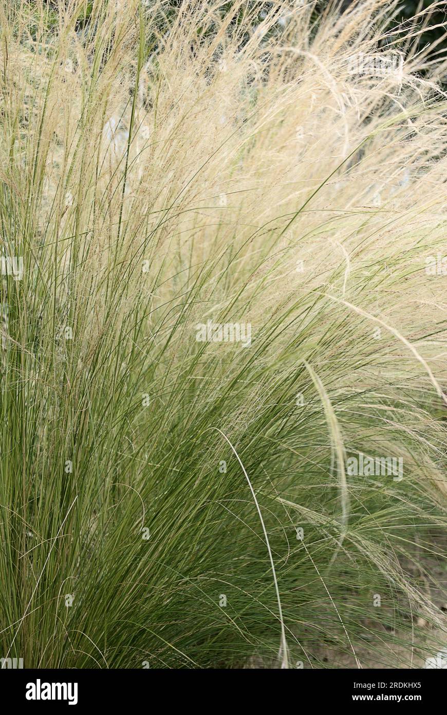 Federgras stipa tenuissima -Fotos und -Bildmaterial in hoher Auflösung ...