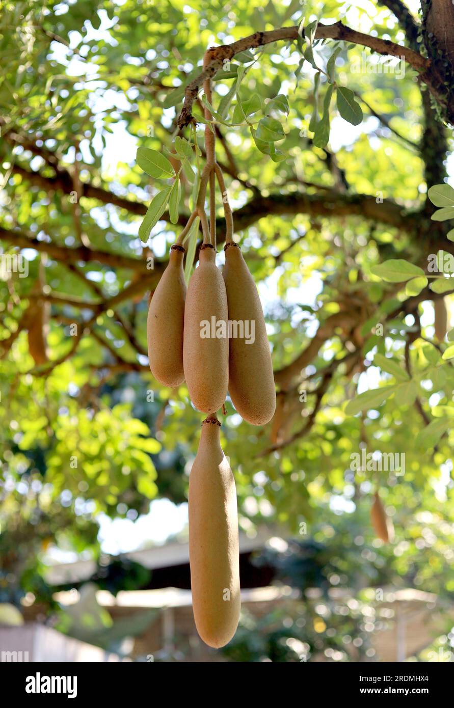Die einzigartige und seltene Pflanze aus Afrika heißt Giant Sausage ...