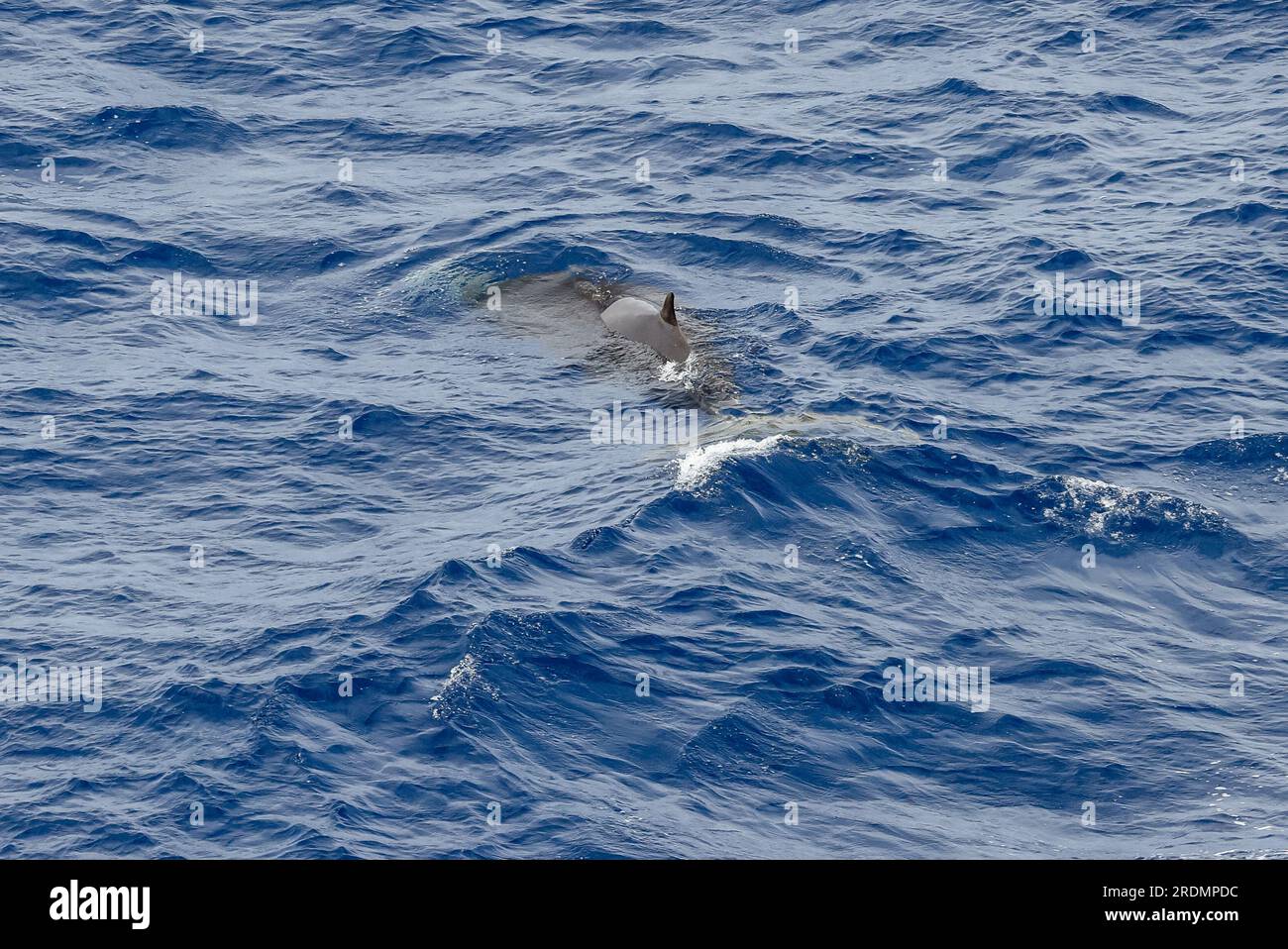 Cuviers schnabelwal -Fotos und -Bildmaterial in hoher Auflösung – Alamy
