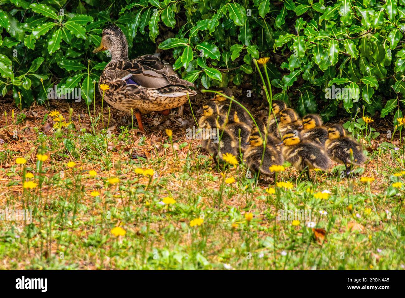 Mutter ente -Fotos und -Bildmaterial in hoher Auflösung – Alamy