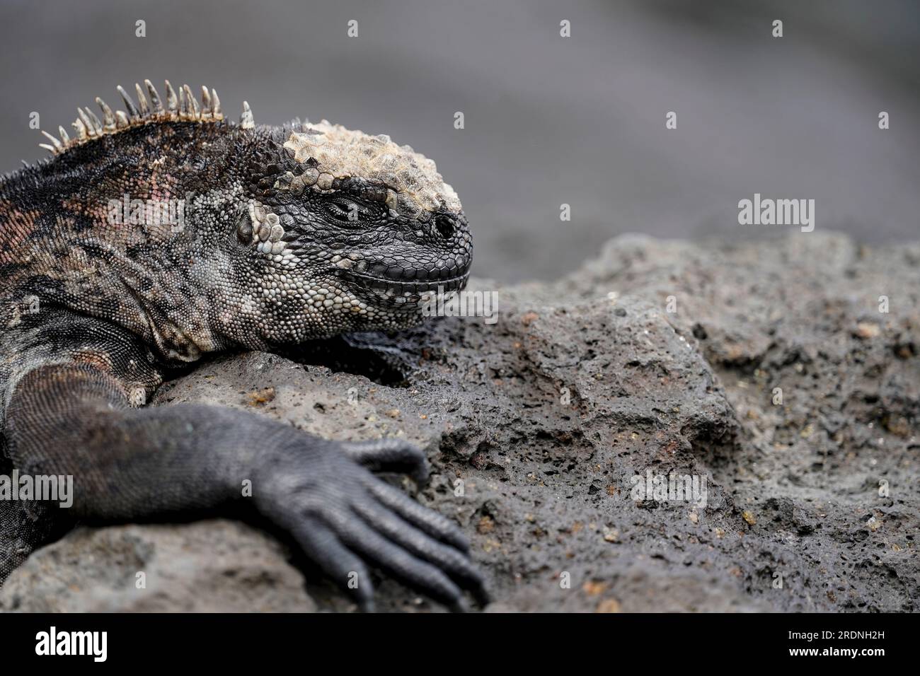 Floreana insel galapagos -Fotos und -Bildmaterial in hoher Auflösung ...