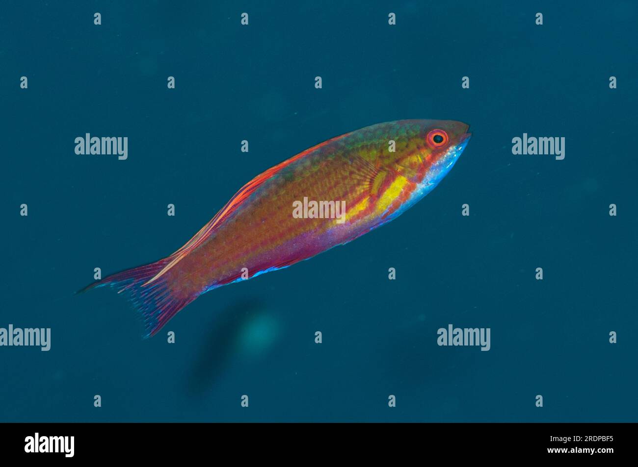 Paracheilinus filamentosus -Fotos und -Bildmaterial in hoher Auflösung ...