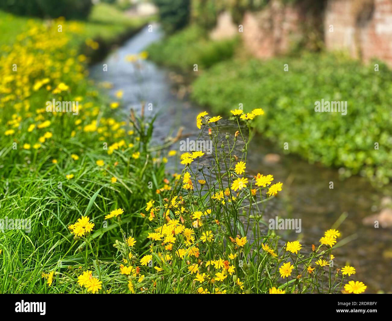 Blumen am bach -Fotos und -Bildmaterial in hoher Auflösung – Alamy