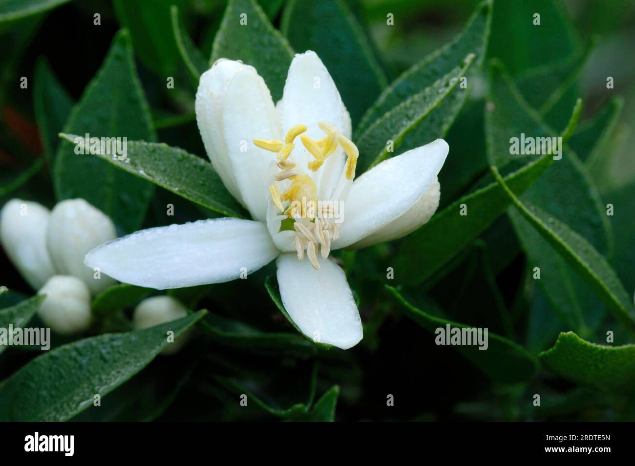 Citrus aurantium myrtifolia -Fotos und -Bildmaterial in hoher Auflösung ...