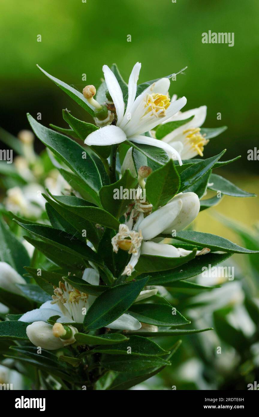 Citrus myrtifolia -Fotos und -Bildmaterial in hoher Auflösung – Alamy