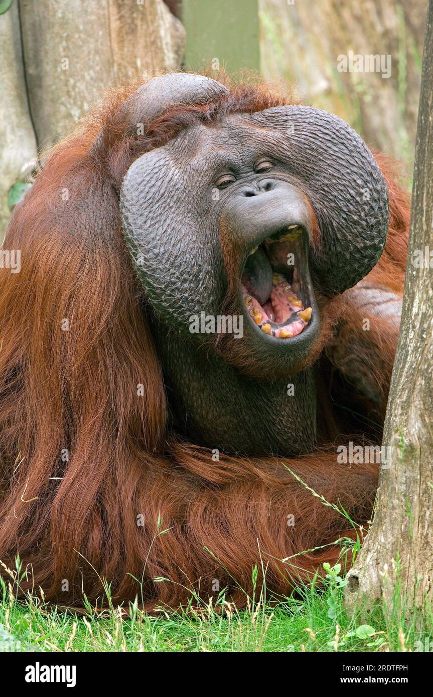 Vom aussterben bedrohter bornean orang utan -Fotos und -Bildmaterial in ...