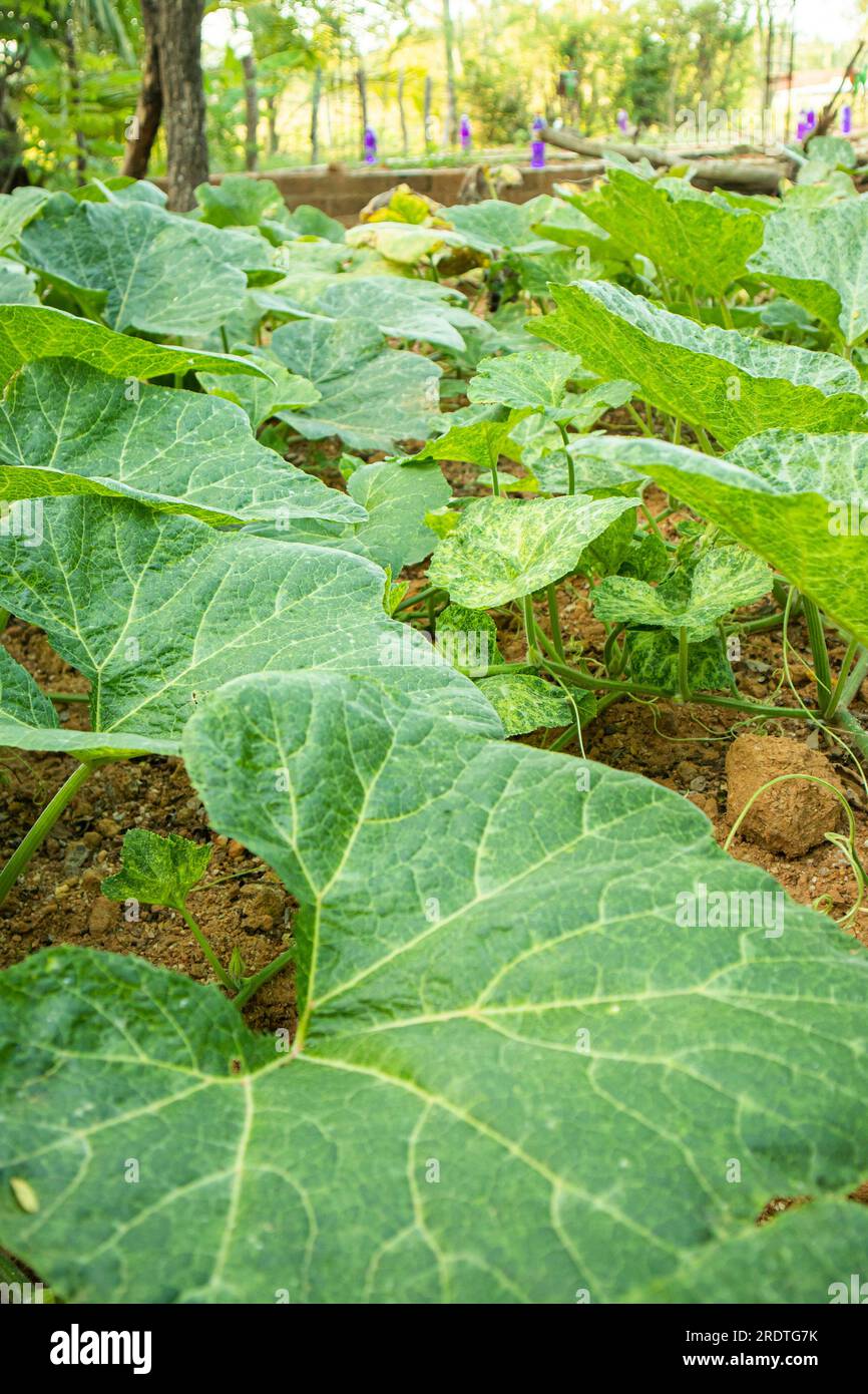 Agriculture cucurbita maxima vegetable -Fotos und -Bildmaterial in ...