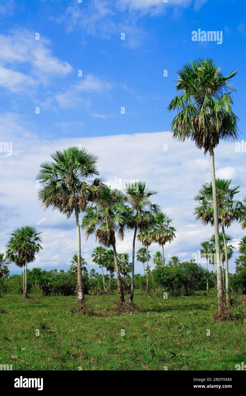 Copernicia alba -Fotos und -Bildmaterial in hoher Auflösung – Alamy