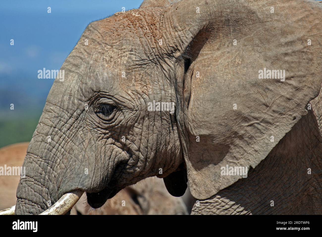 Elefant ohr -Fotos und -Bildmaterial in hoher Auflösung – Alamy
