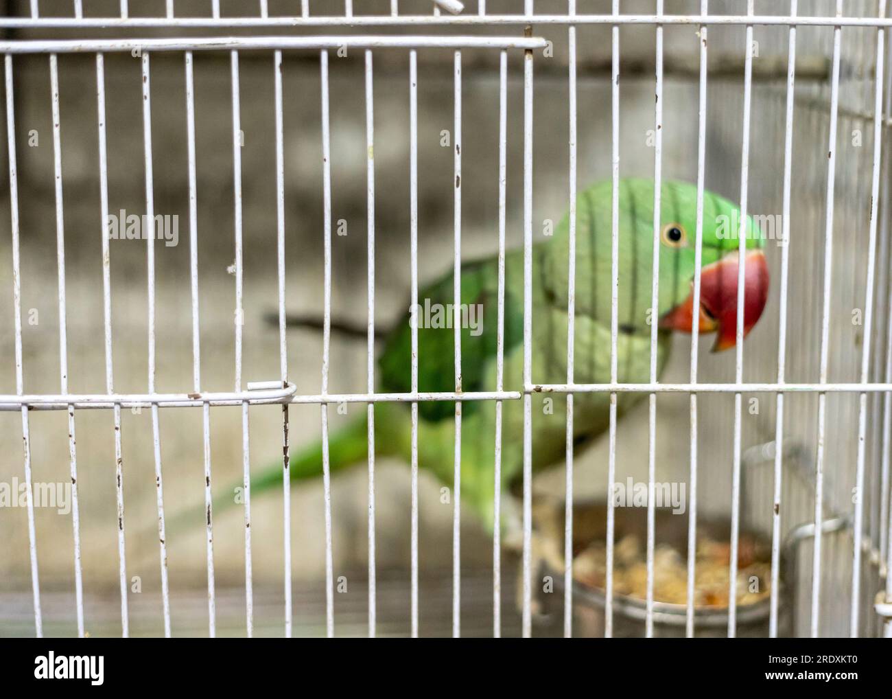 Papagei im laden -Fotos und -Bildmaterial in hoher Auflösung – Alamy