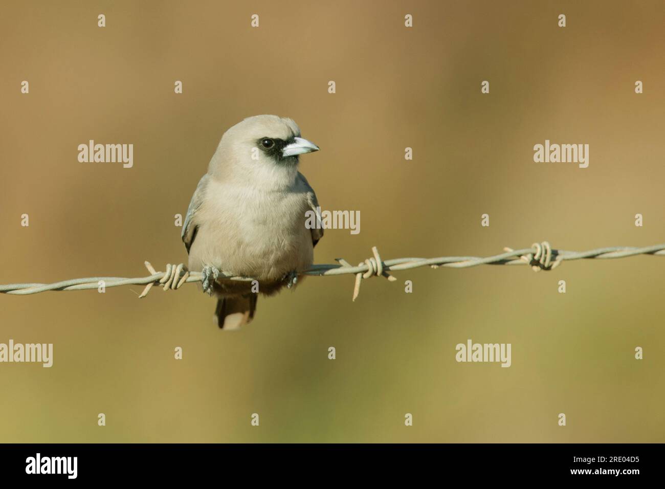 Black faced woodswallow -Fotos und -Bildmaterial in hoher Auflösung – Alamy
