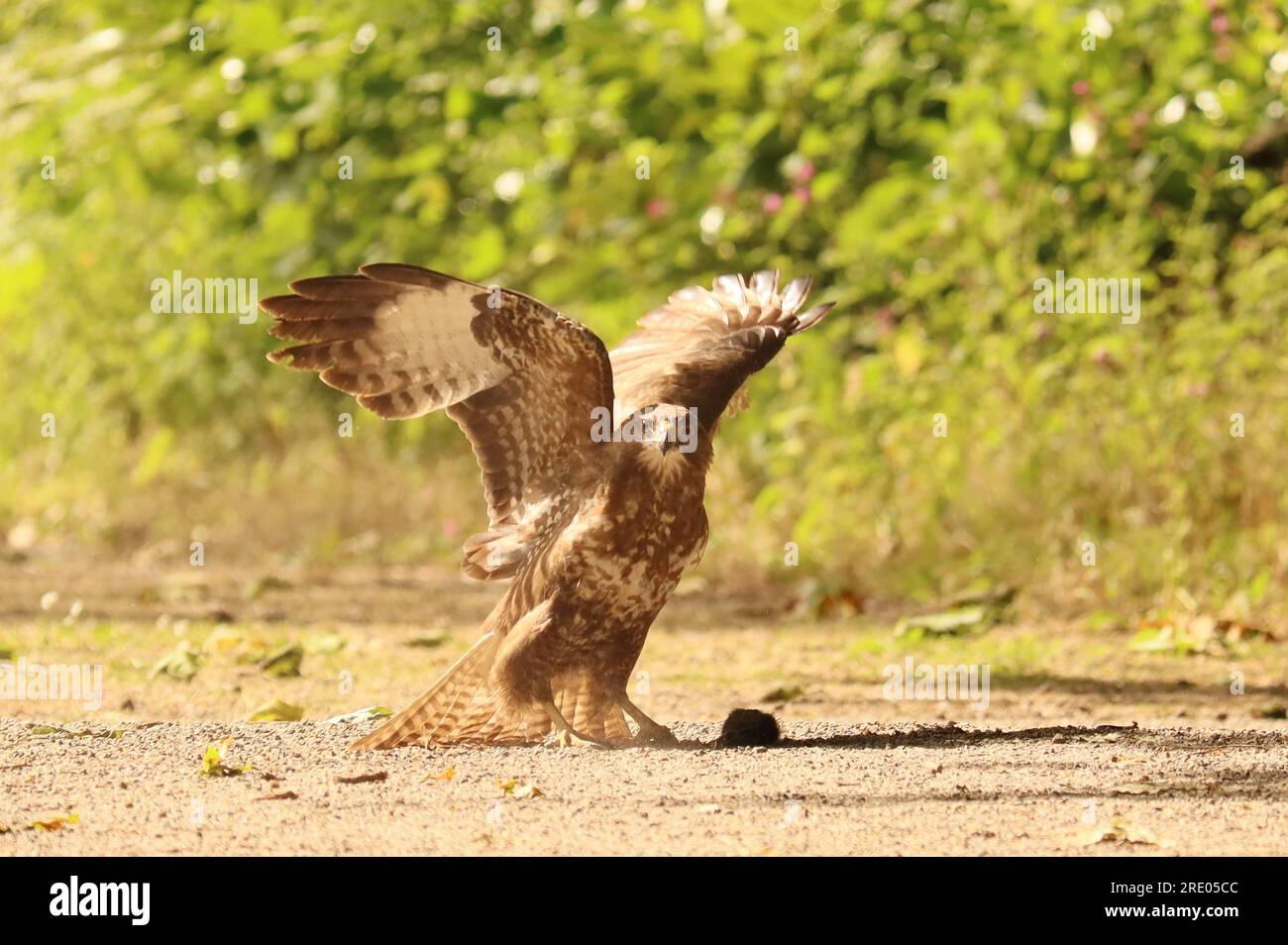 Maeuse bussard -Fotos und -Bildmaterial in hoher Auflösung – Alamy