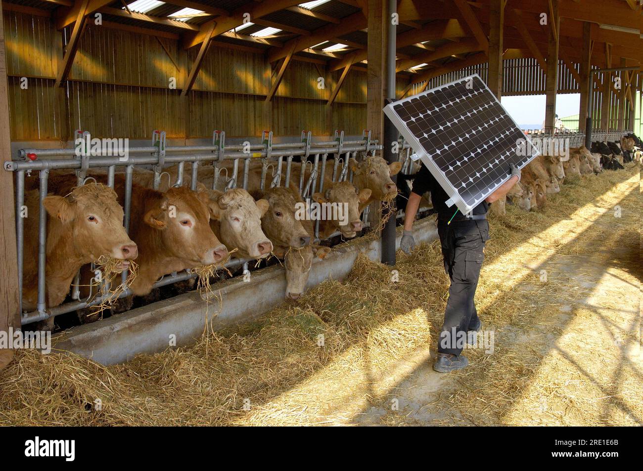 Mann transportiert kühe -Fotos und -Bildmaterial in hoher Auflösung – Alamy