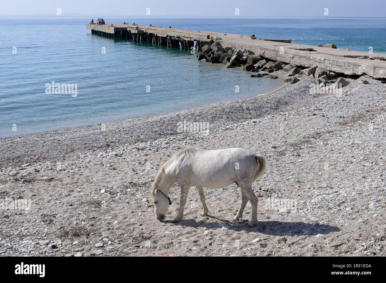 ALBANIEN, Jalë-Strand in Adria, Mittelmeer, Strandpferde, alte ...